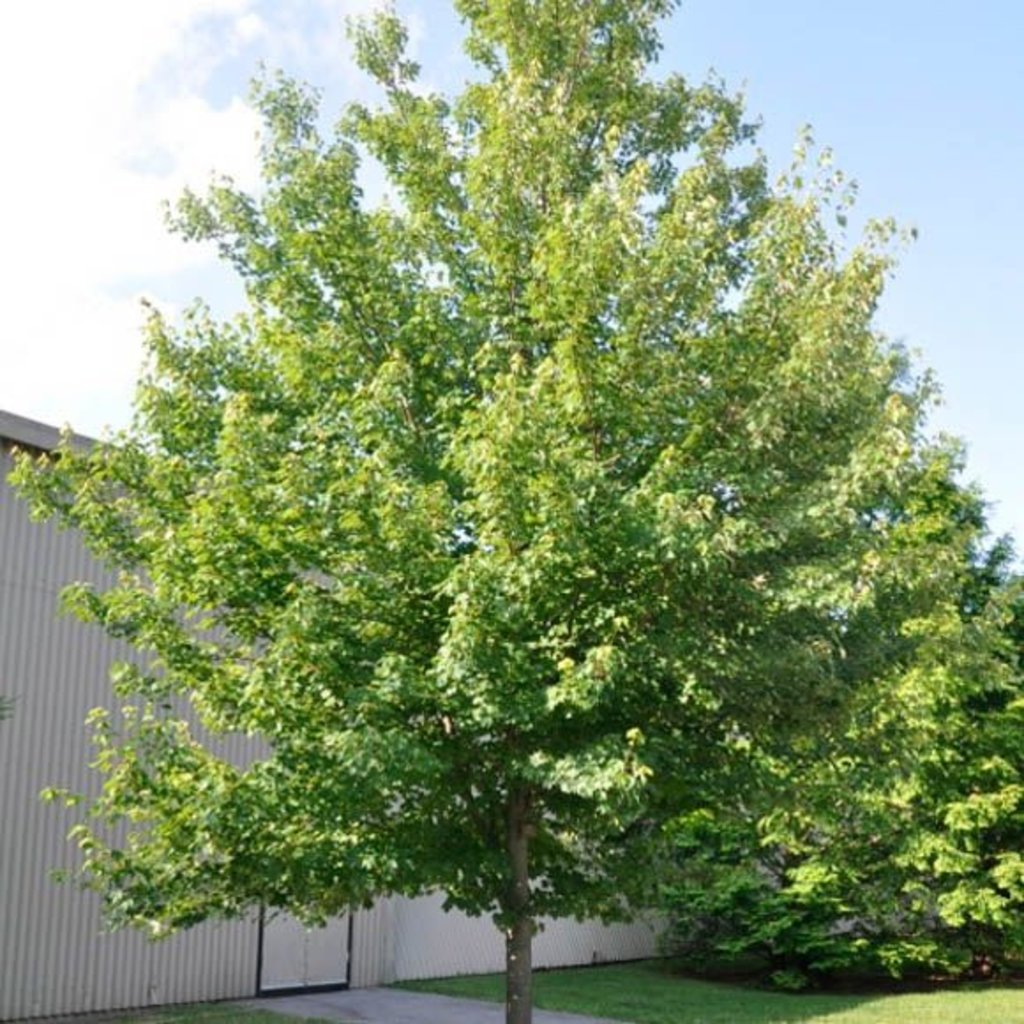 Acer rubrum October Glory 7 - Boulevard Flower Gardens