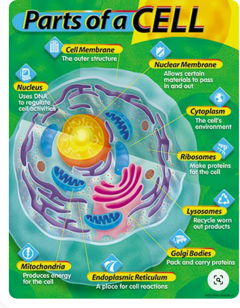 Posters - Learning Tree Educational Store Inc.