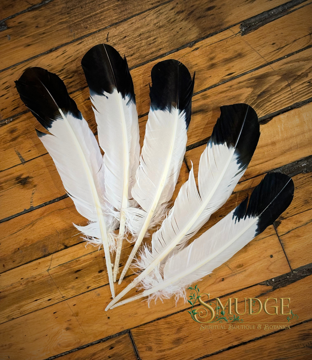 Eagle Feather Black And White