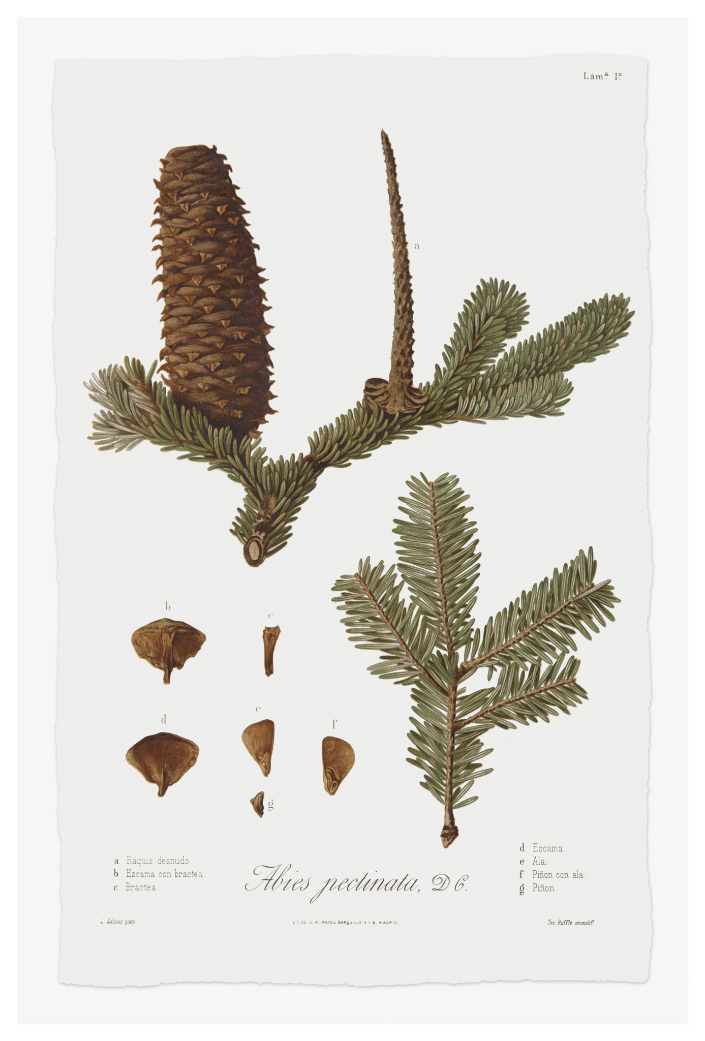Pine Tree Abies Botanical Print - Floated on archival paper, framed op - The Picturalist- Framed ...