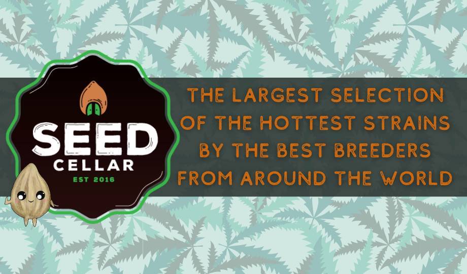 Cannabis Seeds - Seed Cellar