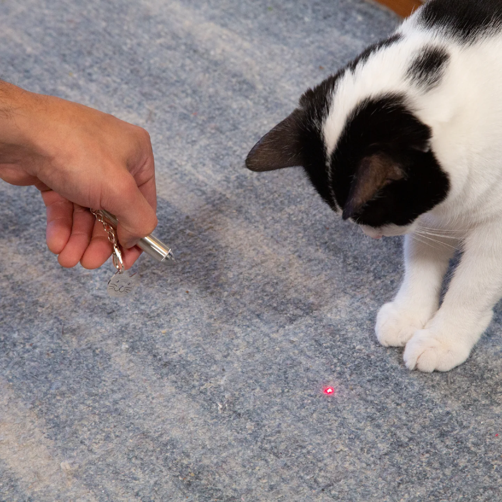 Cat Laser Pointer | Exit9 Gift Emporium - Exit9 Gift Emporium