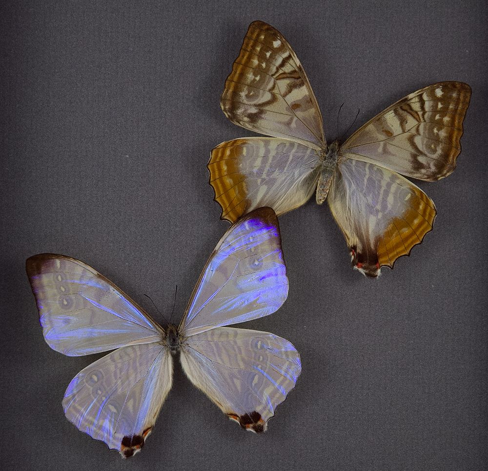 Morphidae Morpho sulkowskyi selenaris F A1 Peru - Butterfly Planet