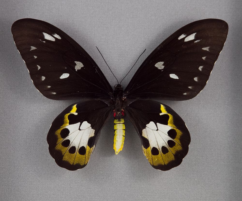 Ornithoptera and Trogonoptera Ornithoptera tithonus tithonus PAIR A1 ...