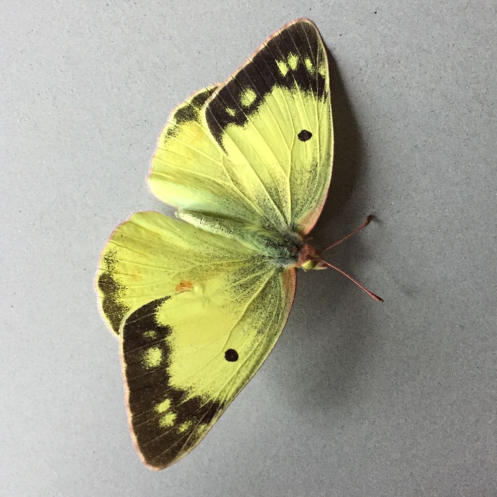 Pieridae Colias philodice eriphyle F A1/A1- Canada - Butterfly Planet