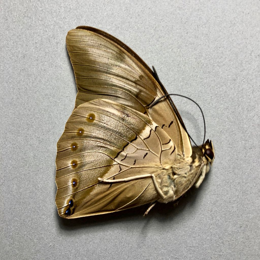 Nymphalidae Prepona (Archeprepona) meander megabates/ Prepona ...