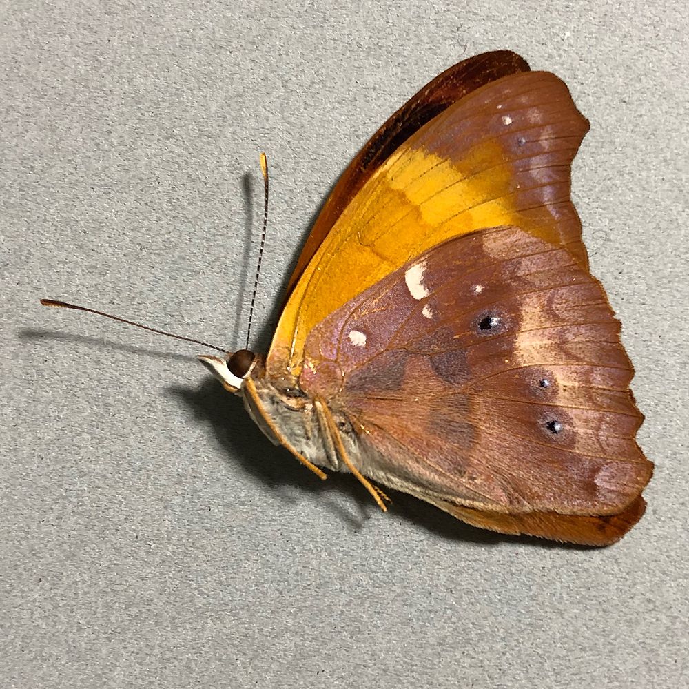 Nymphalidae Temenis lathoe meridionalis M A1 Peru - Butterfly Planet