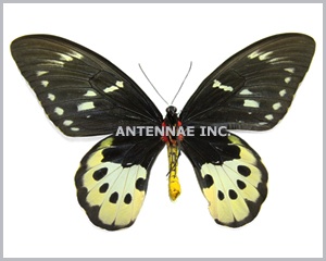 Ornithoptera and Trogonoptera Ornithoptera tithonus tithonus PAIR A1 ...