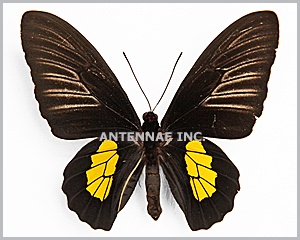 Troides haliphron pallens M A1 Indonesia - Butterfly Planet