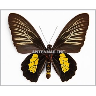 Troides haliphron pallens M A1 Indonesia - Butterfly Planet