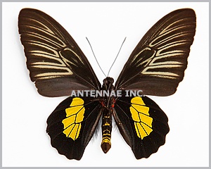 Troides haliphron pallens M A1 Indonesia - Butterfly Planet