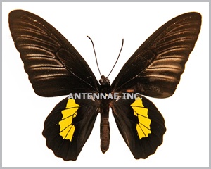 Troides haliphron haliphron PAIR A1 Indonesia - Butterfly Planet