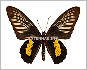 Troides haliphron haliphron PAIR A1 Indonesia - Butterfly Planet