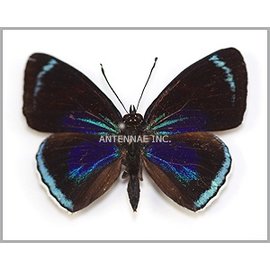 Nymphalidae - Butterfly Planet