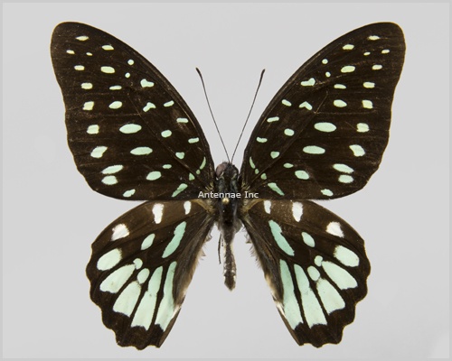 Papilionidae Graphium meeki inexpectatum M A1 PNG - Butterfly Planet