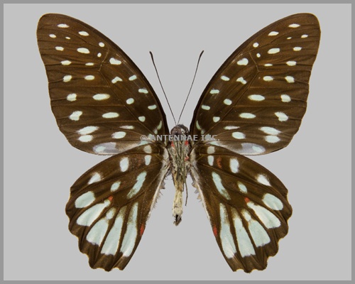 Papilionidae Graphium meeki inexpectatum M A1 PNG - Butterfly Planet