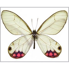 Satyridae - Butterfly Planet