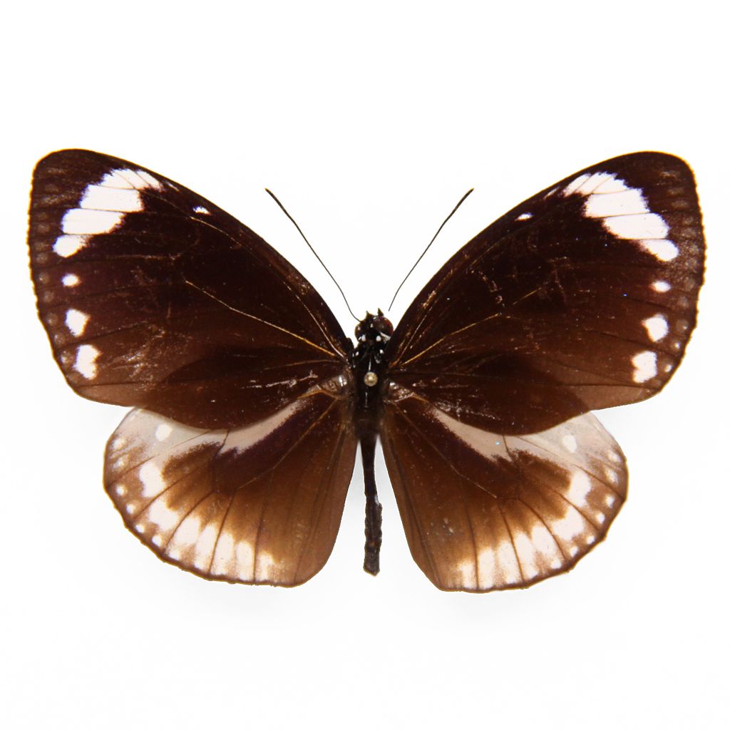 Danaidae Euploea MIX M A1 Indonesia - Butterfly Planet