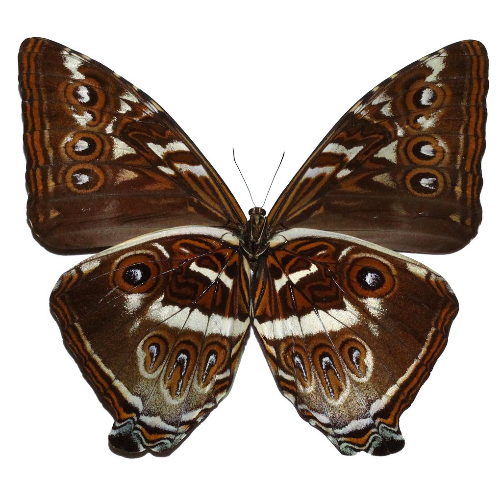 Morphidae Morpho cisseis phadena - orange form M A1 Peru - Butterfly Planet