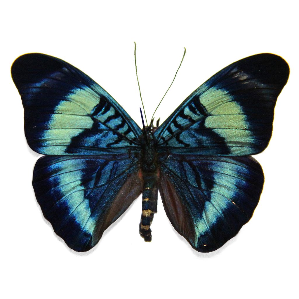 Nymphalidae Panacea prola M A1 Peru - Butterfly Planet