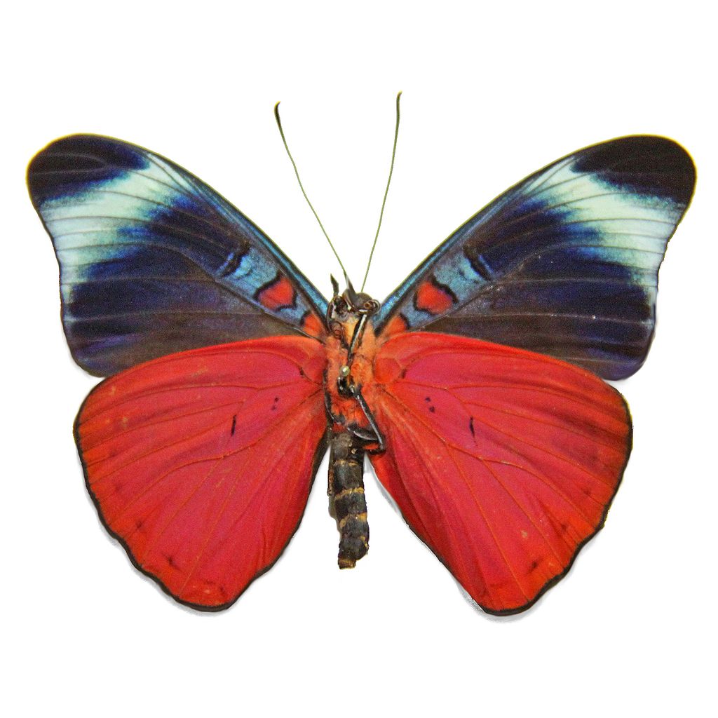 Nymphalidae Panacea prola M A1 Peru - Butterfly Planet