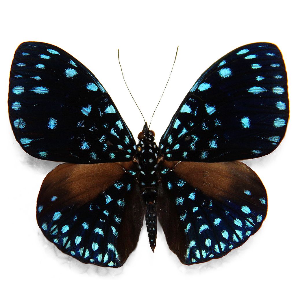 Nymphalidae Hamadryas laodamia laodamia M A1 Peru - Butterfly Planet