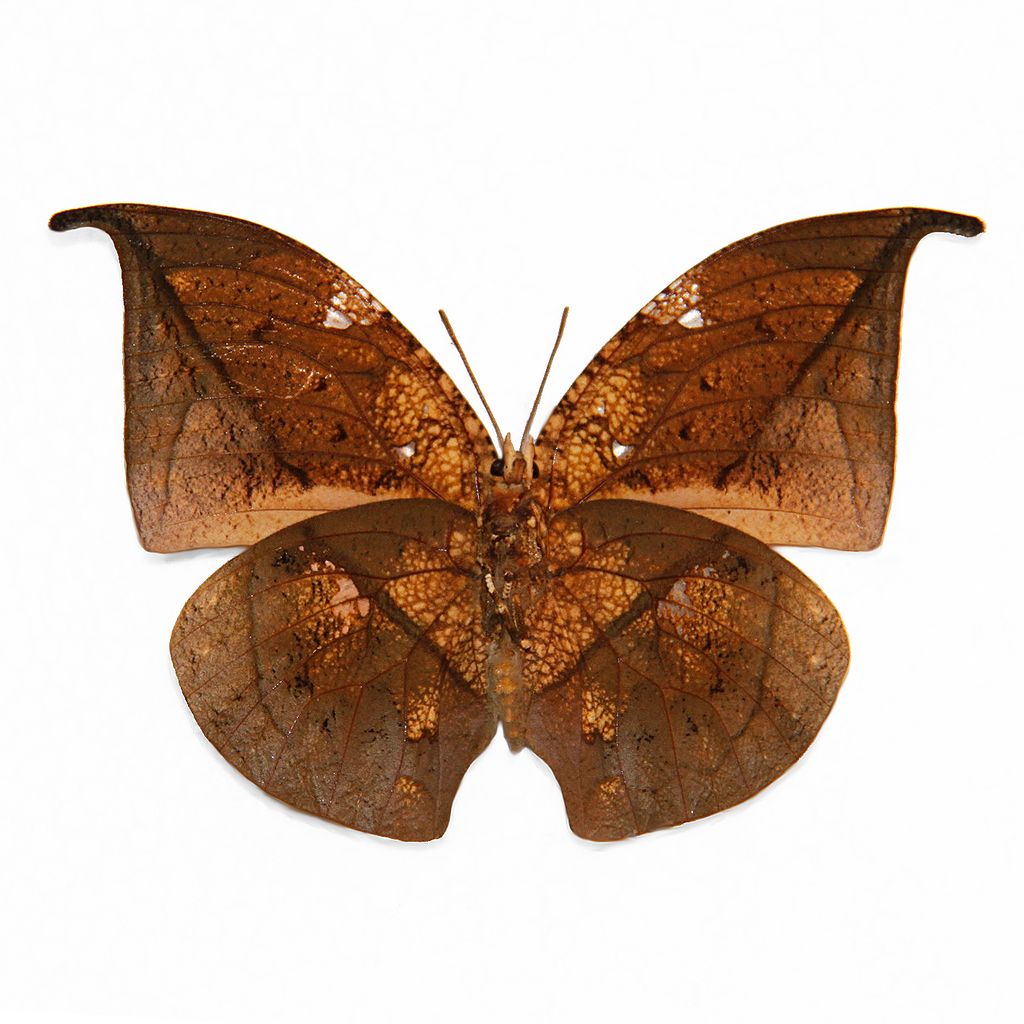 Nymphalidae Anaea archidona F A1 Peru - Butterfly Planet