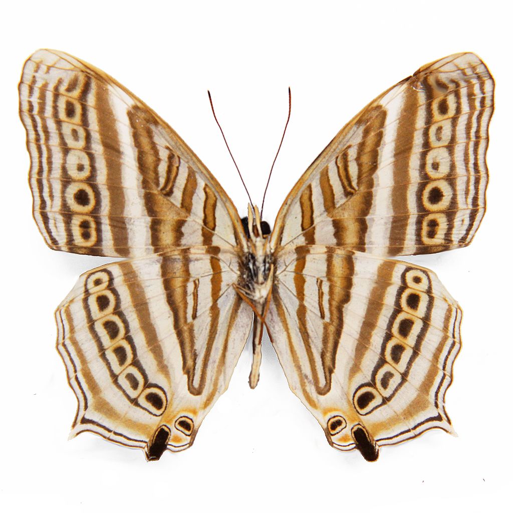 Nymphalidae Cyrestis acilia gades M A1 Indonesia - Butterfly Planet