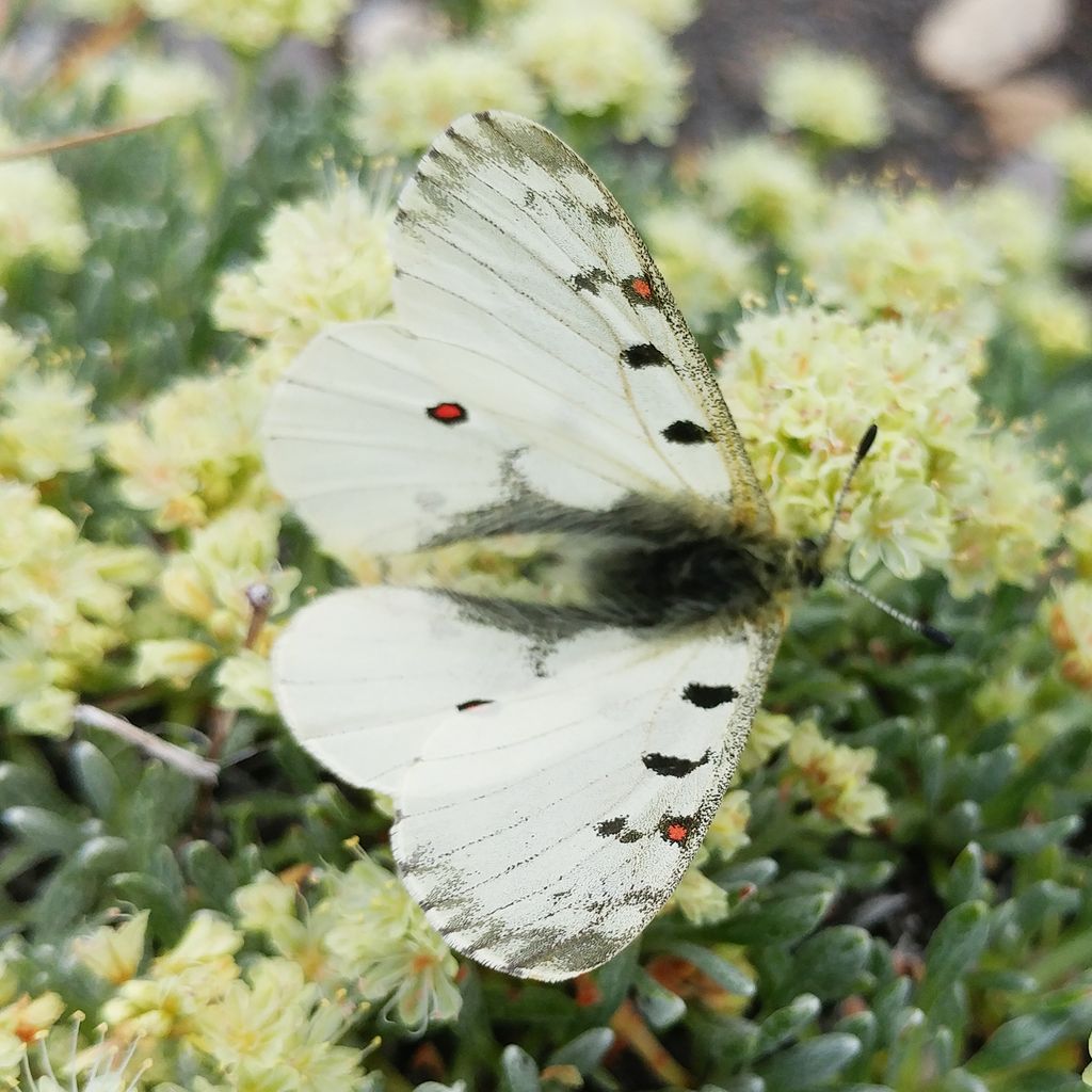 Papilionidae Parnassius smintheus smintheus M A1 Canada - Butterfly Planet
