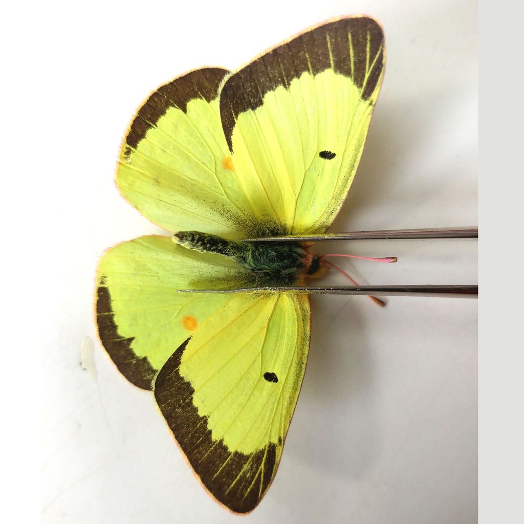 Pieridae Colias philodice eriphyle M A1 Canada - Butterfly Planet