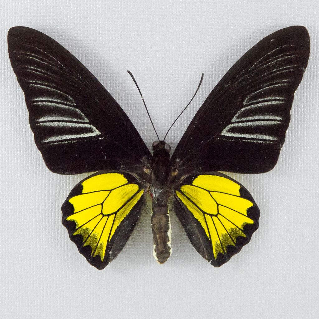 Troides rhadamantus M A1 Phillipines - Butterfly Planet