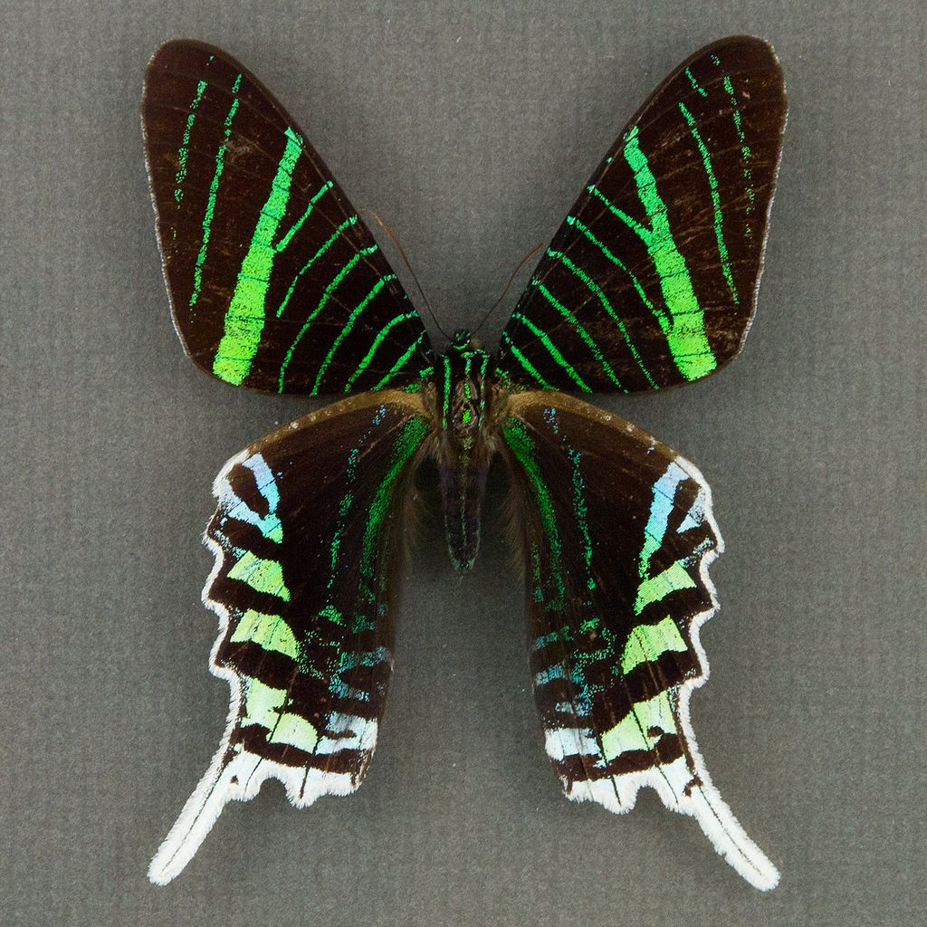 Uraniidae Urania leilus M A1 Peru - Butterfly Planet