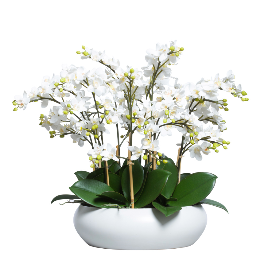 21" White Mini Phalaenopsis Orchids In White Bowl - Outside the Box ...