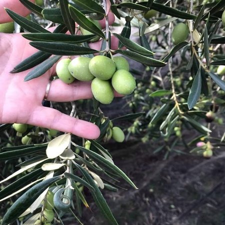 The Anointed Olive, LLC - The Anointed Olive, LLC