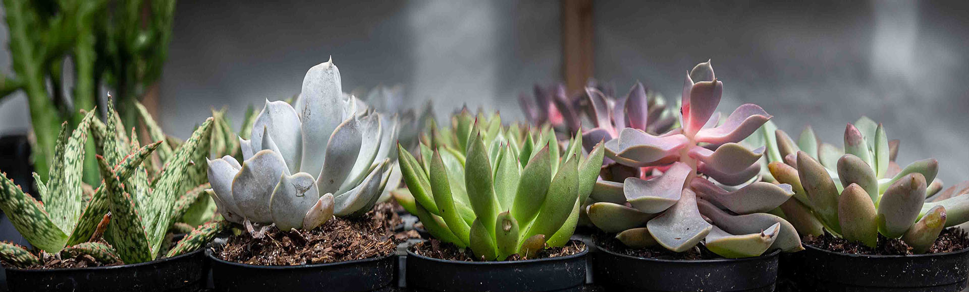 Bates Nursery & Garden Center - Bates Nursery & Garden Center