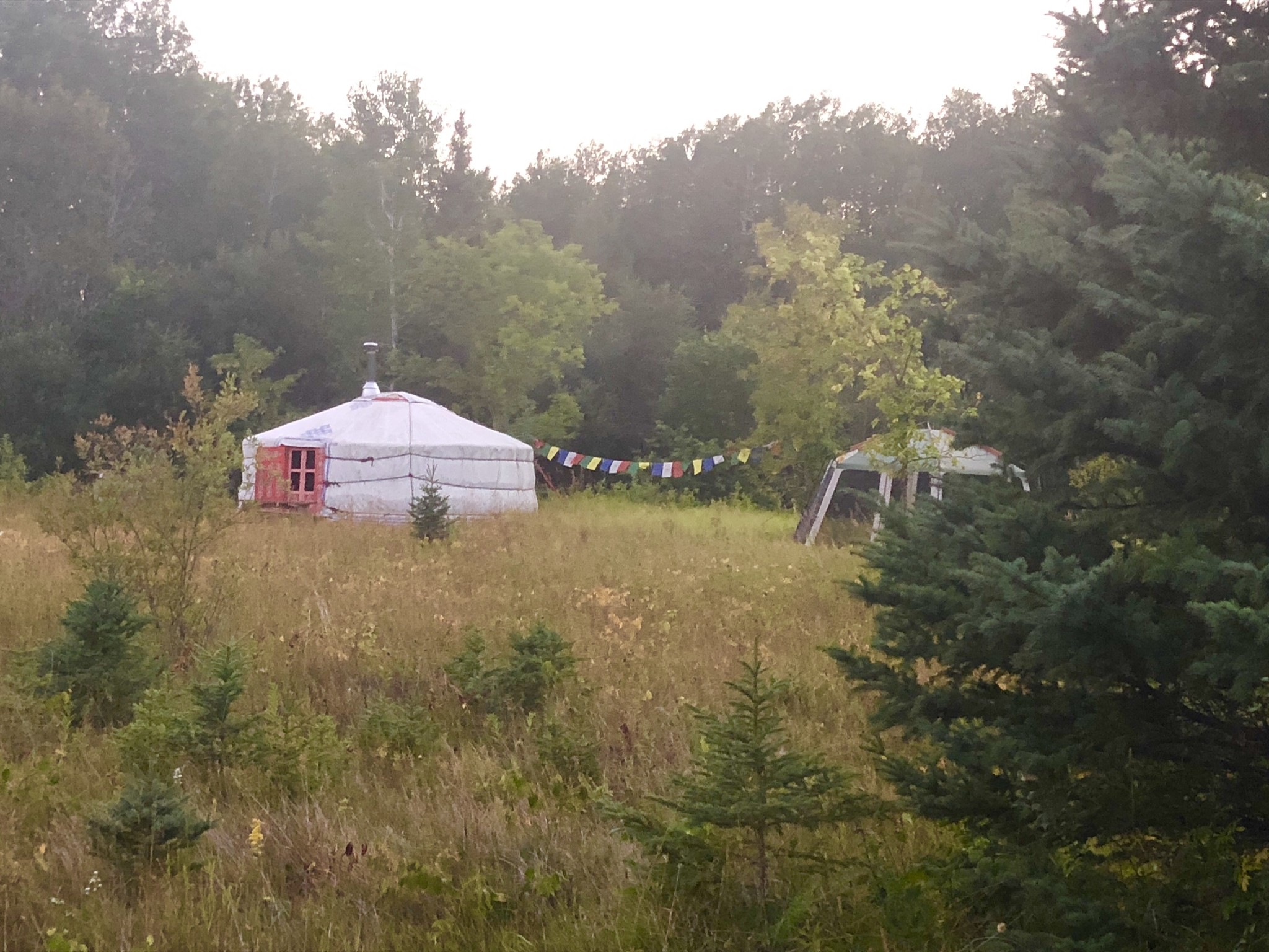 Deep Forest Immersion - Hollow Reed School of Healing Arts & Herbals