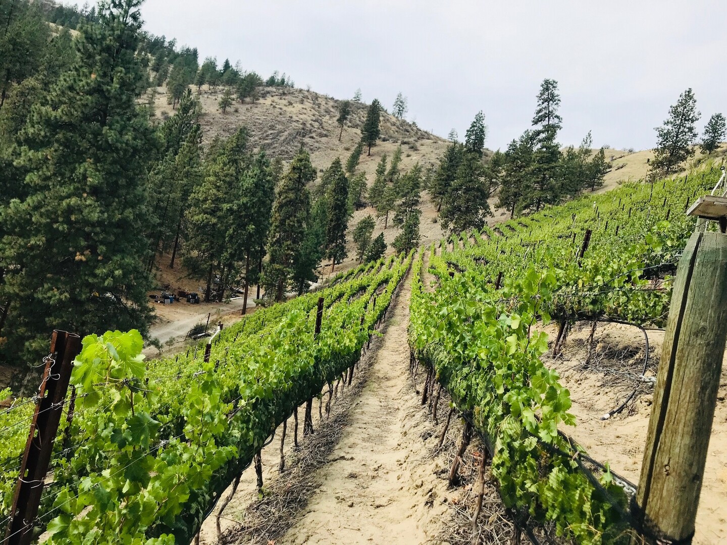 2020 Petit Verdot/Malbec 750ml - Nostalgia Wines Inc. - Online Store