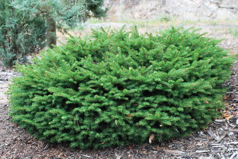 Picea abies 'Nidiformis' Bird's Nest Spruce #2 - Wagon Wheel