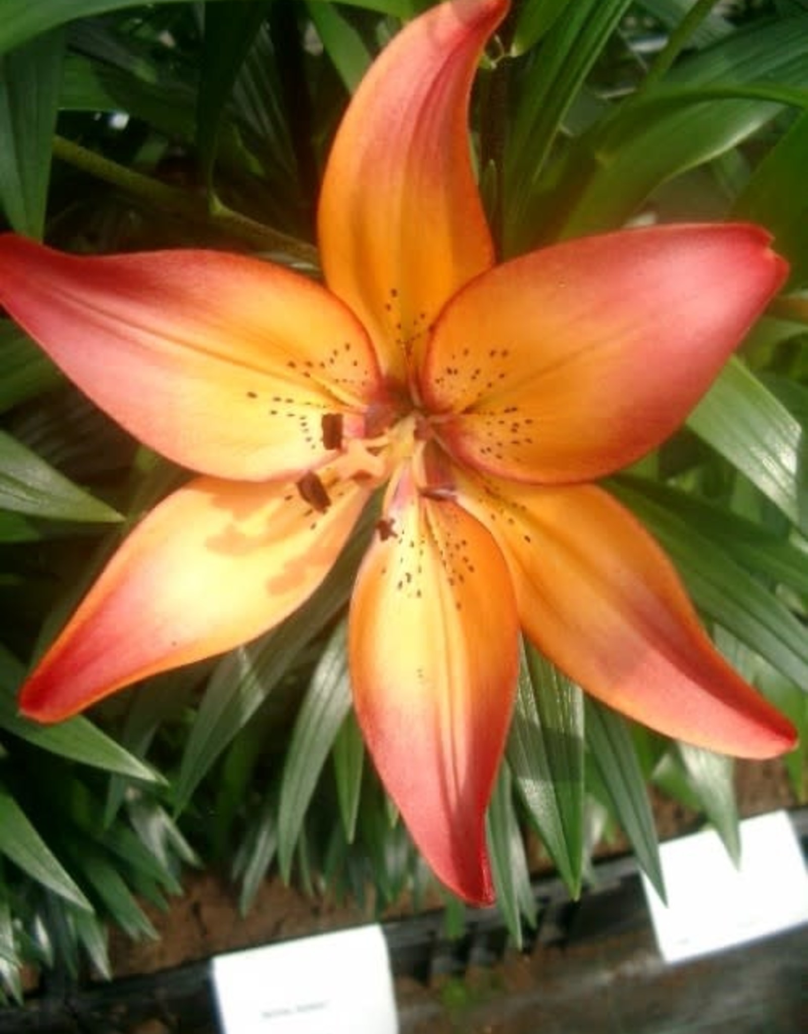 LA Hybrid Lily ROYAL SUNSET Pink/Yellow - Wagon Wheel