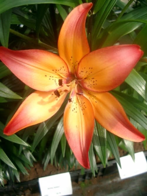 LA Hybrid Lily ROYAL SUNSET Pink/Yellow - Wagon Wheel
