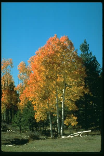 Populus tremuloides -Quaking Aspen Clump #10 - Wagon Wheel
