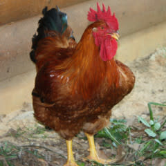 Freedom Ranger Meat Chicken C 6-13-25 - Wagon Wheel