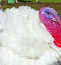 Poultry - Wagon Wheel