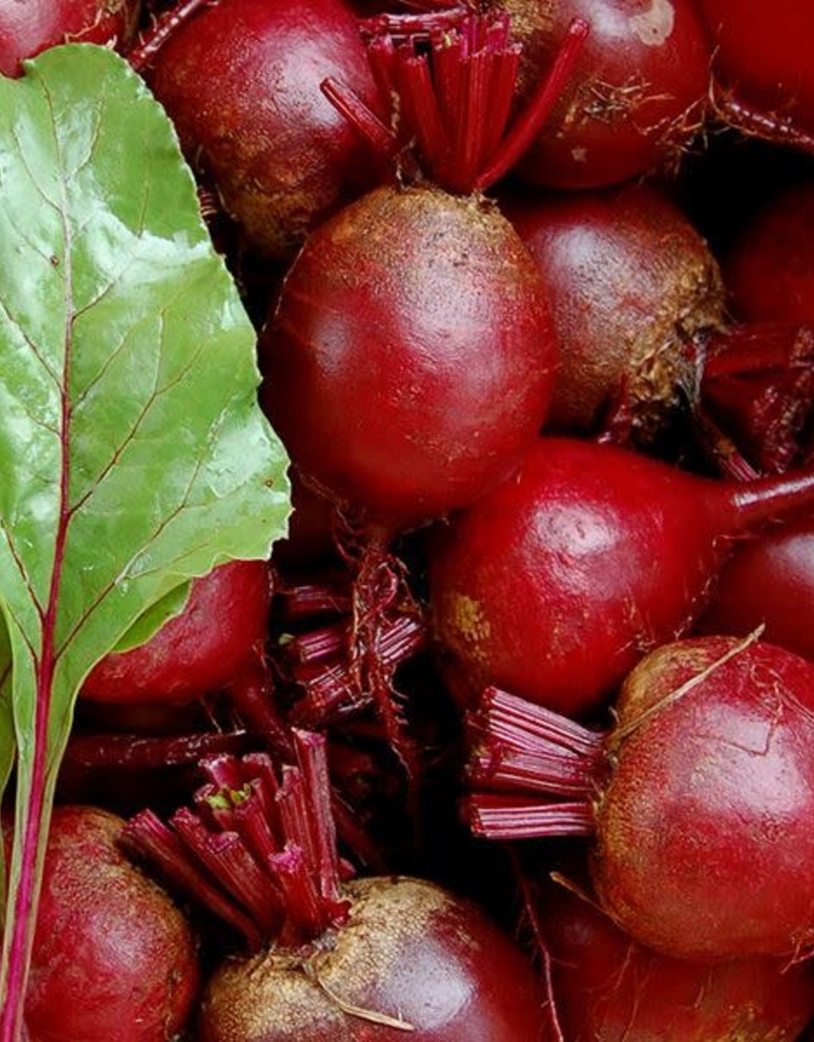 Detroit Dark Red Beet: 1/16 OZ - Wagon Wheel