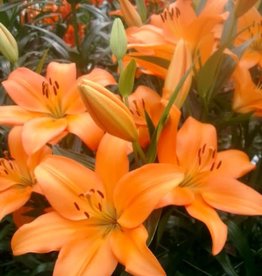 Perennial - Wagon Wheel