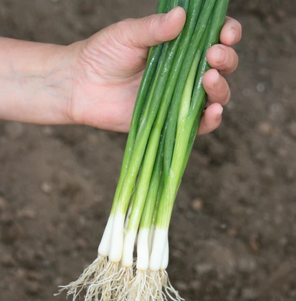 ONION RAMROD 1 gram - Wagon Wheel