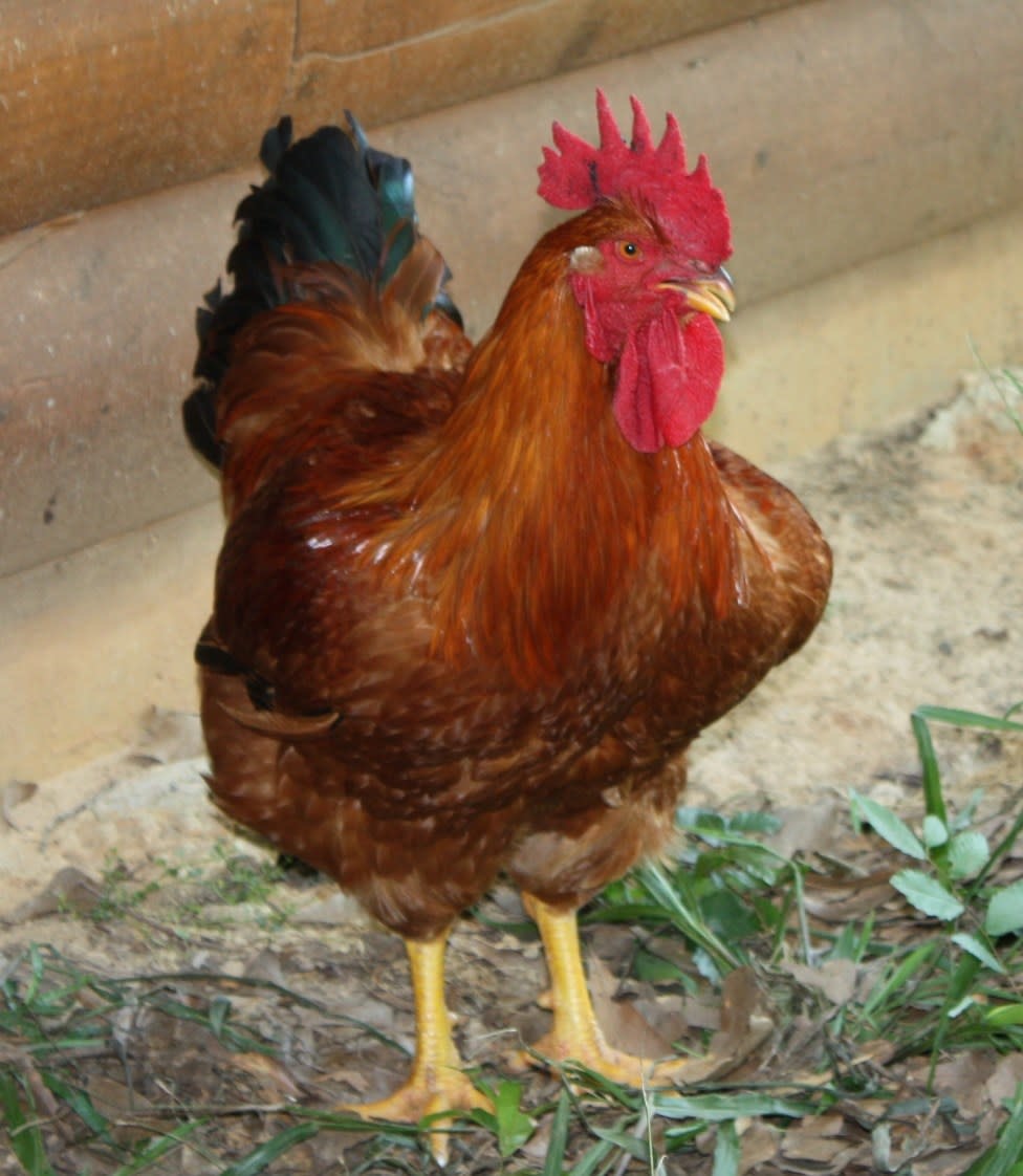 Freedom Ranger Meat Chicken C 4-25-25 - Wagon Wheel