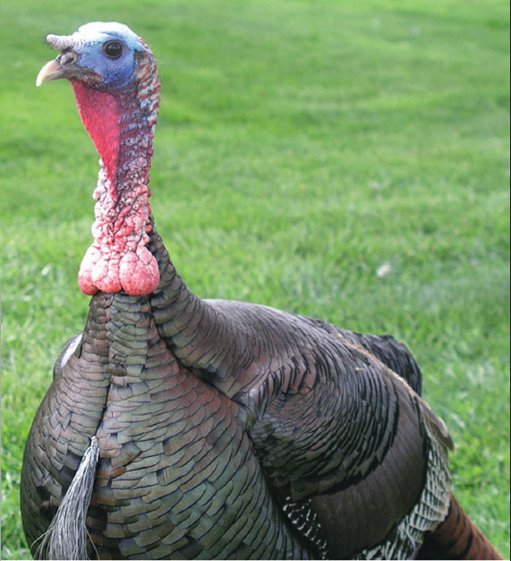 Bronze Turkey SR 3-20-25 - Wagon Wheel