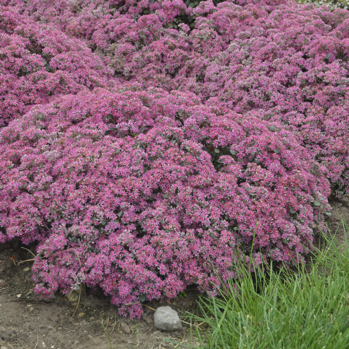 Sedum 'Popstar'#1 Premium PW - Wagon Wheel