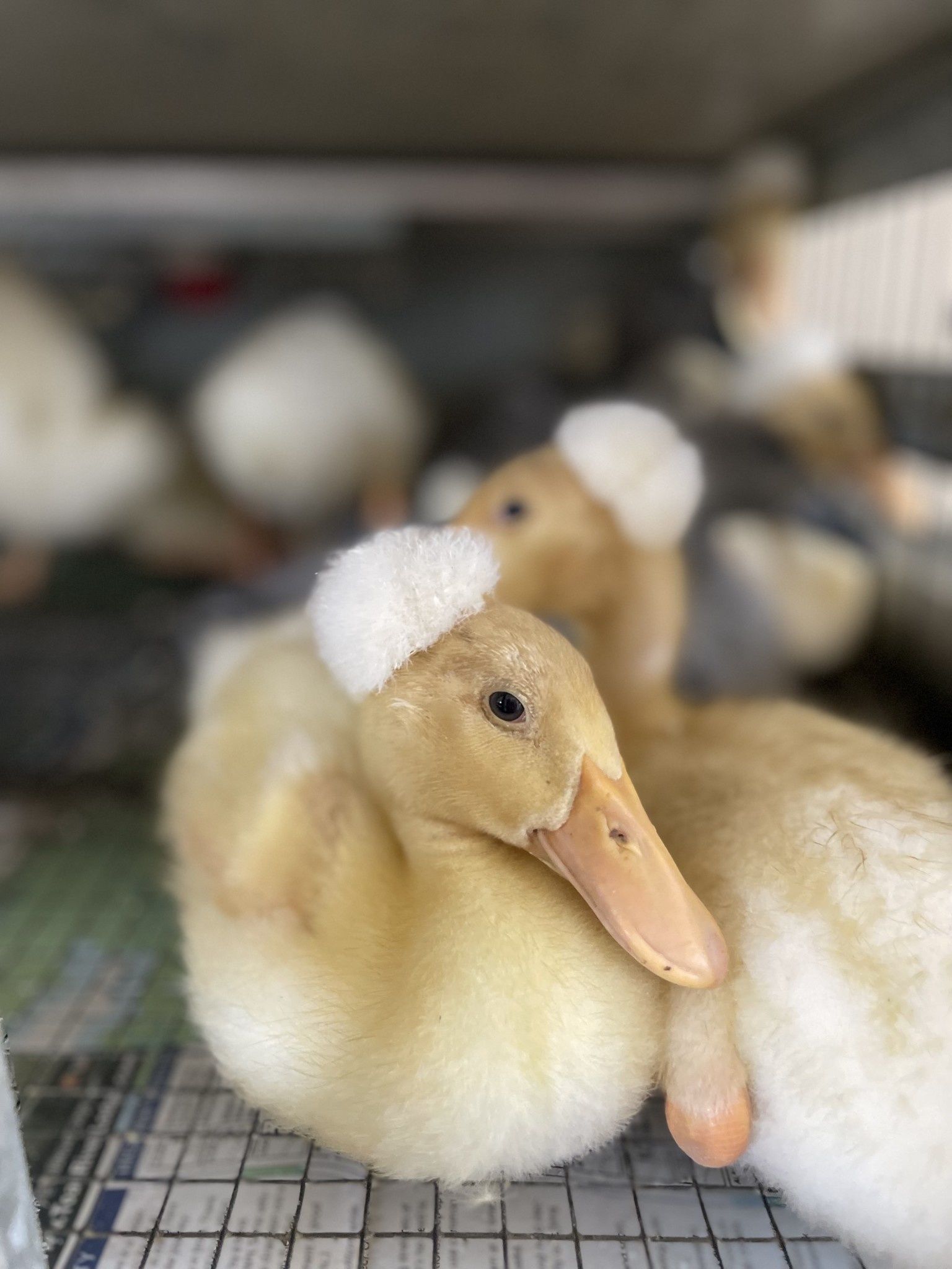 White Crested Duck SR 4-12-24 - Wagon Wheel